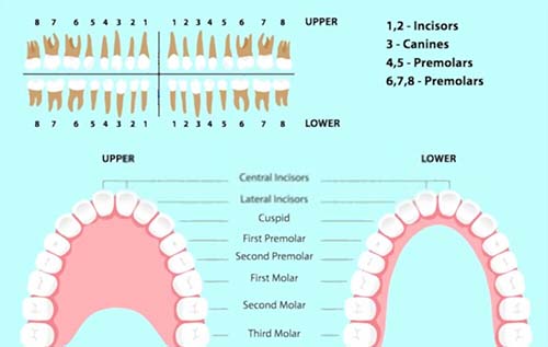 How Much Is A Root Canal 2021: Ultimate Guide
